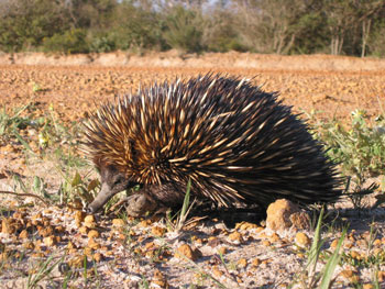 Short-Beaked Echidna: The Animal Files