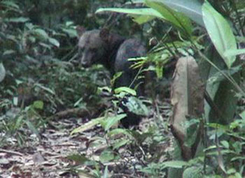 Small-Eared Dog: The Animal Files