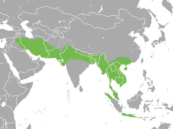 Small Asian Mongoose: The Animal Files