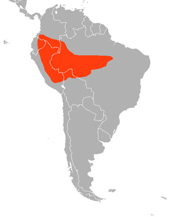 Small-Eared Dog: The Animal Files