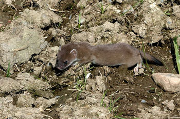 Stoat: The Animal Files