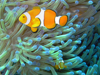 Symbiosis: The Animal Files