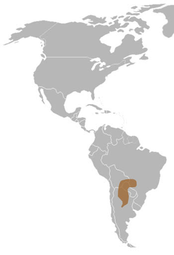 Waxy Tree Frog: The Animal Files