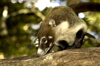 White-Nosed Coati: The Animal Files