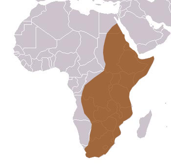 Yellow-Spotted Rock Hyrax: The Animal Files